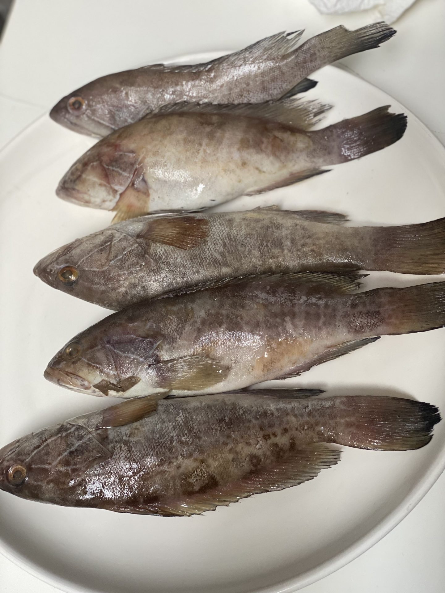 Livraison poissons | Acheter du poisson frais à Dakar | SenPoisson