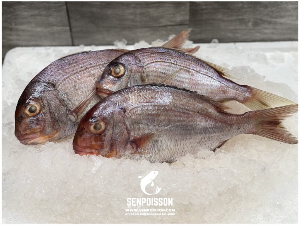 Livraison poissons | Acheter du poisson frais à Dakar | SenPoisson