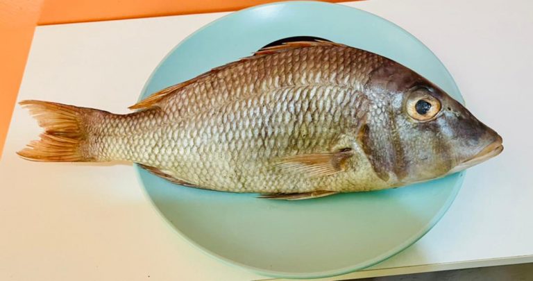 Poissons - SenPoisson