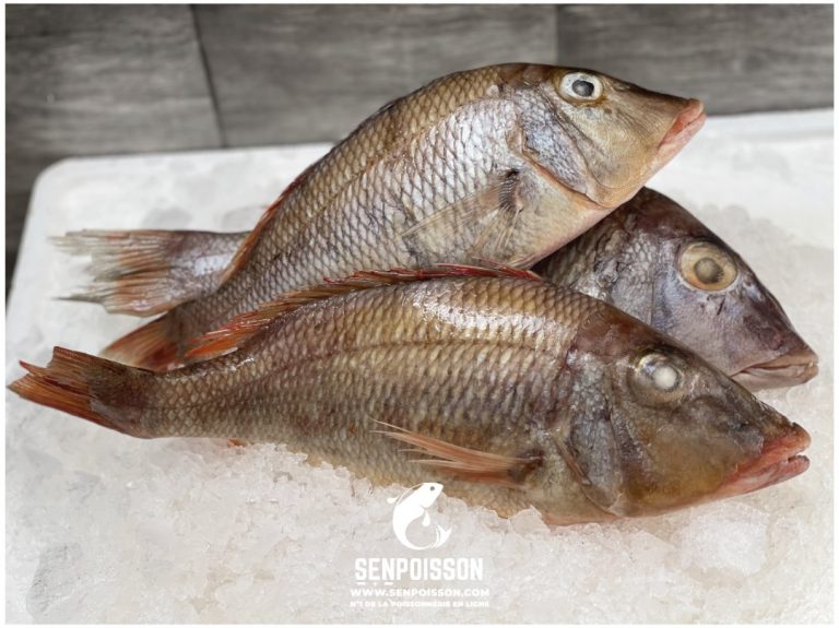 Poisson capitaine blanc à livrer sur Dakar | Sen Poisson